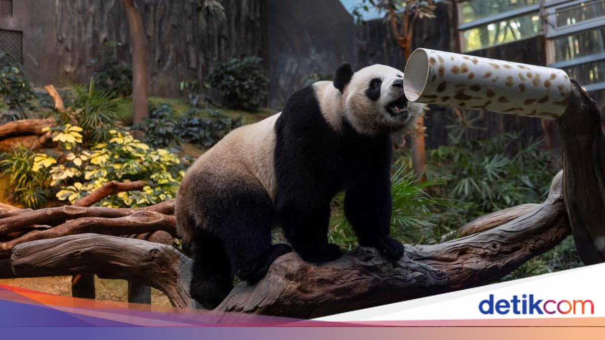 Dampak Ketegangan Diplomatik, Jepang Harus Kehilangan Giant Panda