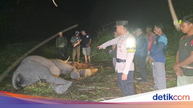 Anak Gajah Sumatera Mati di TN Way Kambas, Ada Cacing di Perutnya
