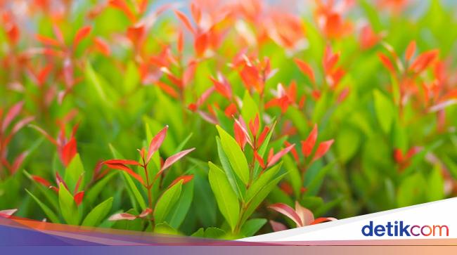 9 Khasiat Daun Pucuk Merah yang Sering Terabaikan