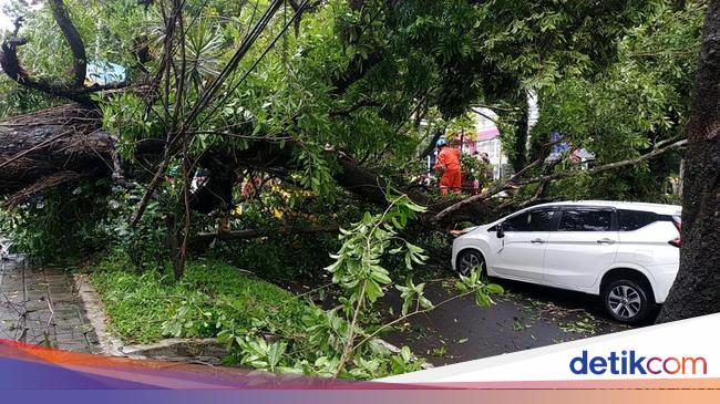 Pohon Tumbang Timpa Dua Mobil di Kota Malang