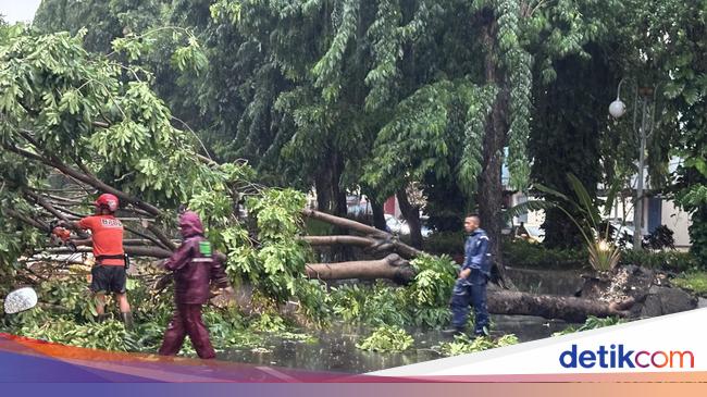 Hujan Angin di Surabaya Tumbangkan 11 Pohon