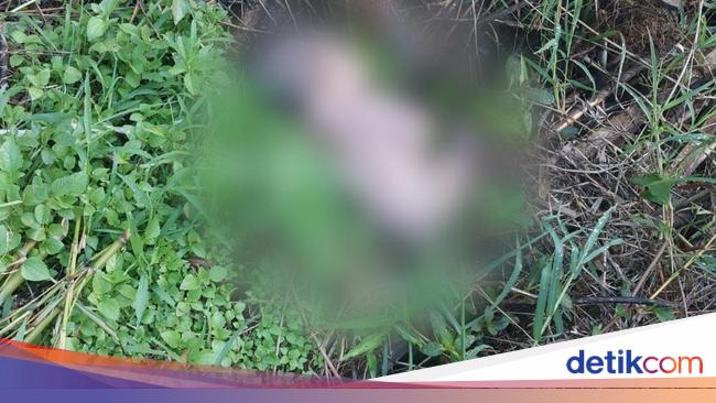 Warga Temukan Bayi Perempuan di Kebun Sayuran, Polisi Selidiki Pembuangnya