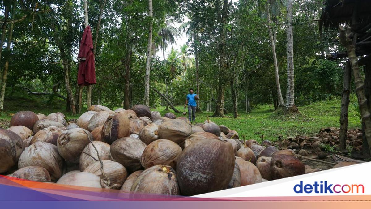 Ada Hilirisasi, Mentan Klaim Harga Kelapa Bisa Tembus Rp 6.000 per Butir