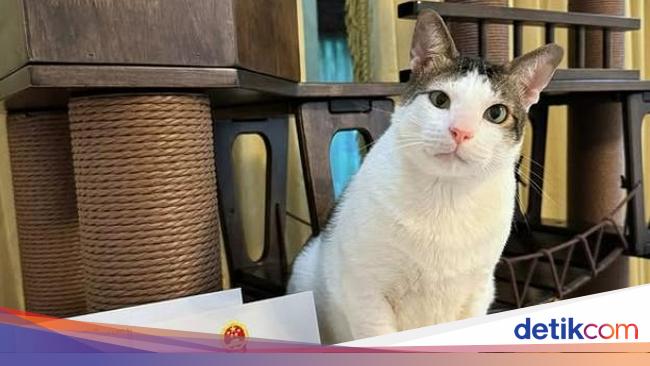 'First Cat' Bobby Kertanegara Dapat Mainan dari Kedubes China, Ini ...