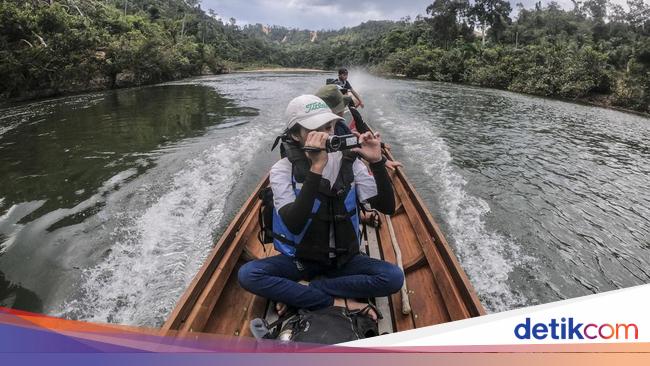 Piyau Jadi Transportasi Utama Kawasan Suaka Margasatwa Bukit Rimbang ...