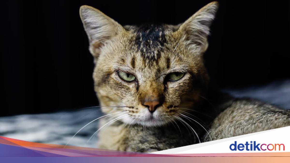 14 Bau yang Tidak Disukai Kucing untuk Mengusirnya Jauh-jauh dari Rumah
