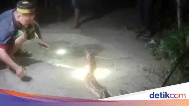 Ular Piton 5 Meter Mati Ditebas Warga Usai Mangsa Kambing di Polman