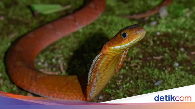 Apakah Ular Kobra Palsu Berbahaya Seperti yang Asli? Cek Fakta Menariknya