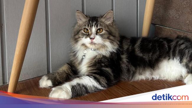 9 Cara Mencegah Kucing Hamil yang Aman Tanpa Menyakiti, Bukan Cuma ...