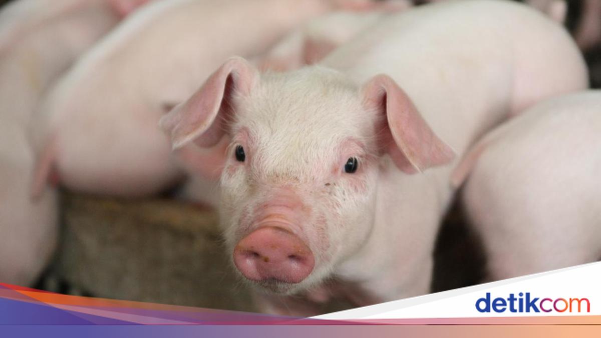 Makan Babi Haram Bagi Muslim, Apakah Pegang Dagingnya Juga Haram?