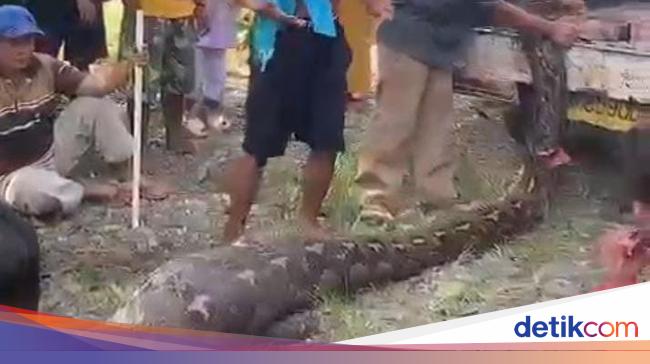 Warga Pohuwato Tangkap-Bunuh Ular Piton 7 Meter Usai Mangsa Anak Sapi Warga Pohuwato Tangkap-Bunuh Ular Piton 7 Meter Usai Mangsa Anak Sapi