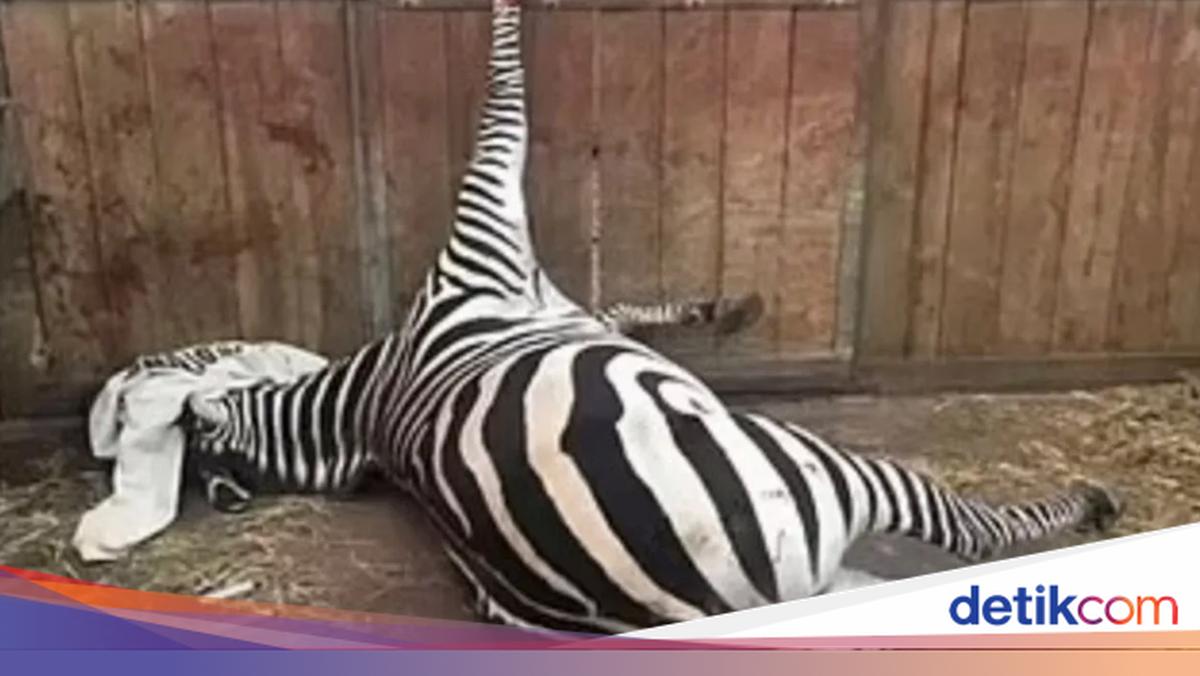 Kebun Binatang Terburuk di Inggris Resmi Tutup, Warga Senang