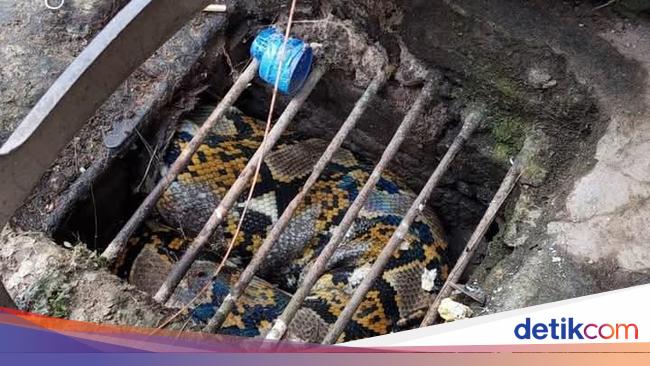 Ular Piton Terjebak di Got Delanggu Klaten, Bisa Masuk Nggak Bisa Keluar
