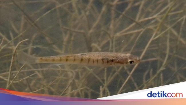 Ikan Ini Pakai Ekor untuk Hidup di Darat dan Bernapas!