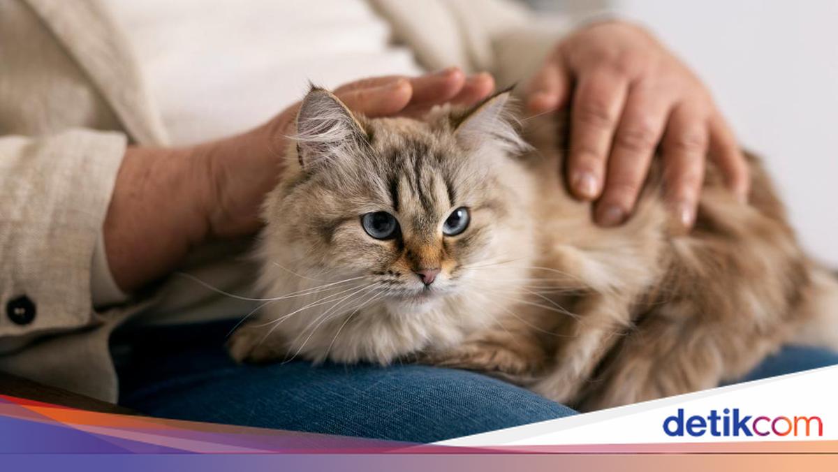 7 Manfaat Memelihara Kucing Menurut Spiritual dan Secara Ilmiah
