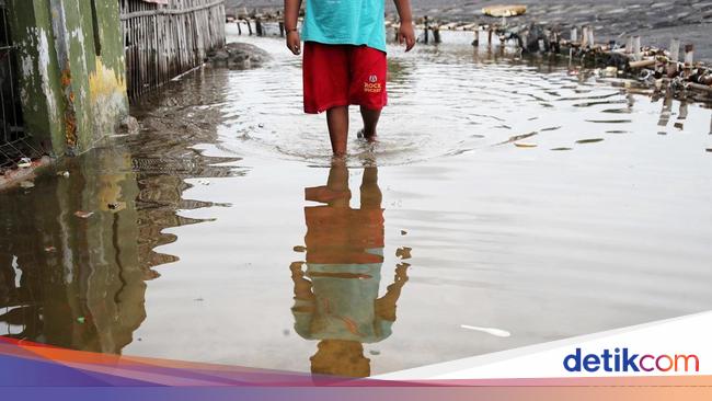 RT di Pluit Jakut Tergenang Banjir Rob Siang Ini, Ketinggian 10 Cm