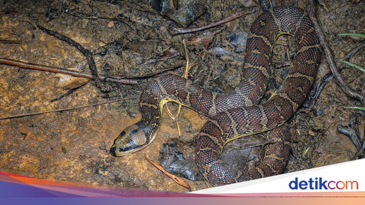 Ular Kadut Berbisa atau Tidak? Ini Penjelasan dan Fakta Menariknya
