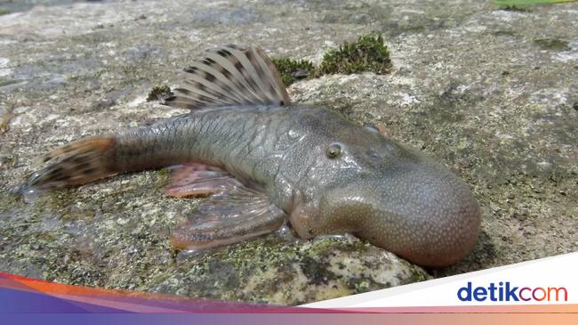 Baru Ditemukan, Ikan Berkepala Aneh dan Tikus Amfibi