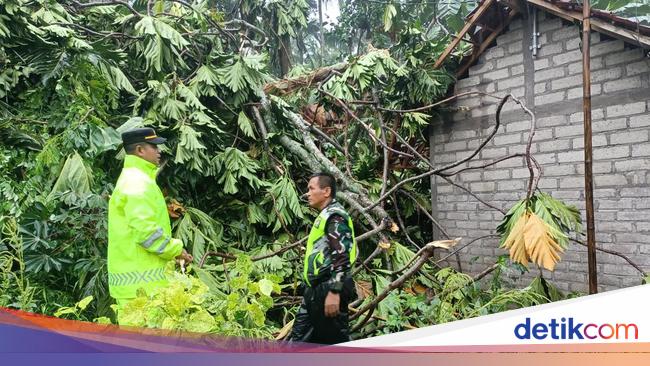 Pohon Tumbang Timpa Rumah-Longsor Terjadi di Melaya Jembrana