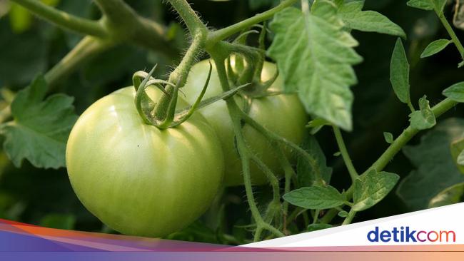 White Tomato, Bahan Skincare yang Viral dan Khasiatnya untuk Kulit