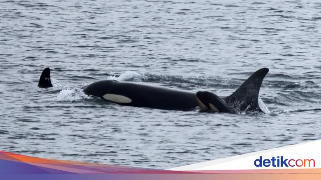 Momen Pilu Saat Paus Orca Tahlequa Gendong Anaknya yang Mati