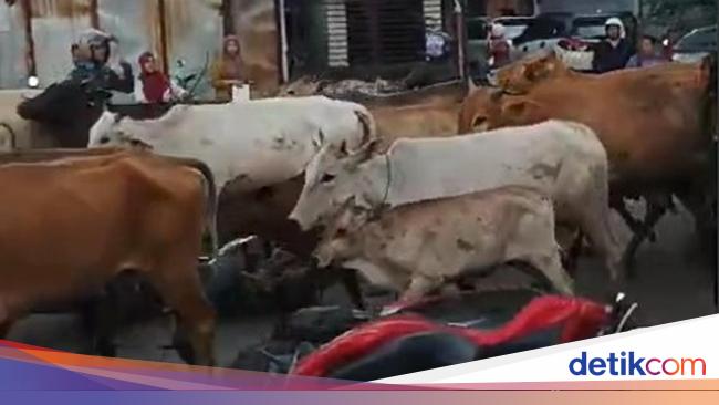 Gerombolan Sapi Kocar-kacir Dengar Sirine Damkar, Motor-Mobil Diseruduk