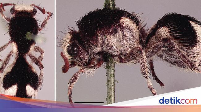 Semut Asal Brasil Ini Jadi Serangga Paling Gelap di Dunia, Mengapa?