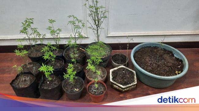 Arji Ditangkap Tanam Ganja Dalam Rumah di Malang, Dari Mana Bibitnya?
