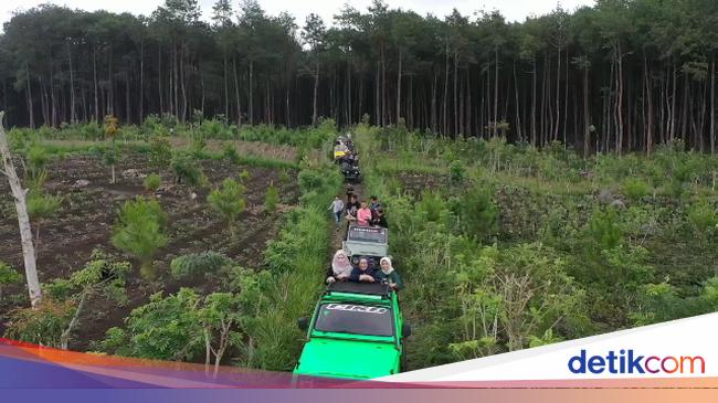 Serunya Menjelajah Hutan Pinus di Kaki Gunung Semeru dengan Mobil Offroad