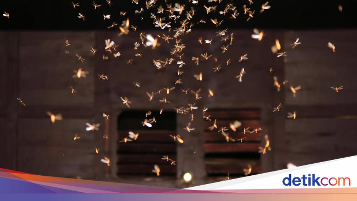 Ini Penyebab Laron Muncul di Rumah dan Cara Mengatasinya