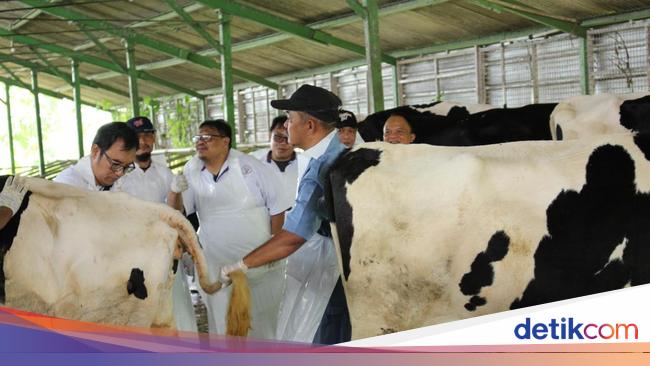 Langkah Pemprov Jatim Atasi Matinya Ratusan Sapi gegara PMK
