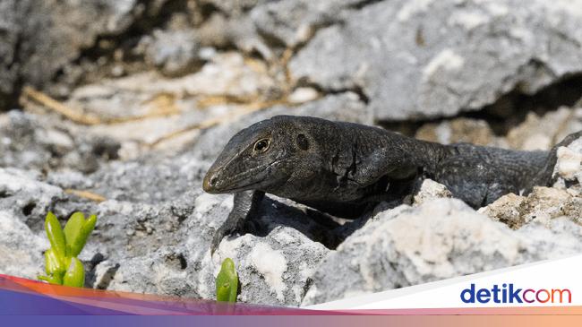 Sempat Terancam Punah, Reptil Langka di Pulau Ini Populasinya Meningkat ...