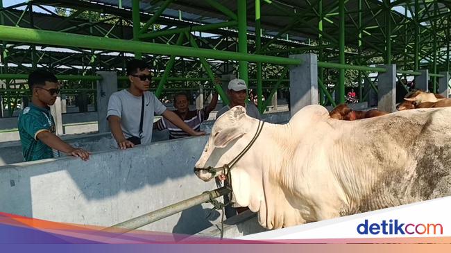 Peternak Kulon Progo Sambat Harga Sapi Anjlok hingga Rp 3 Juta gegara PMK