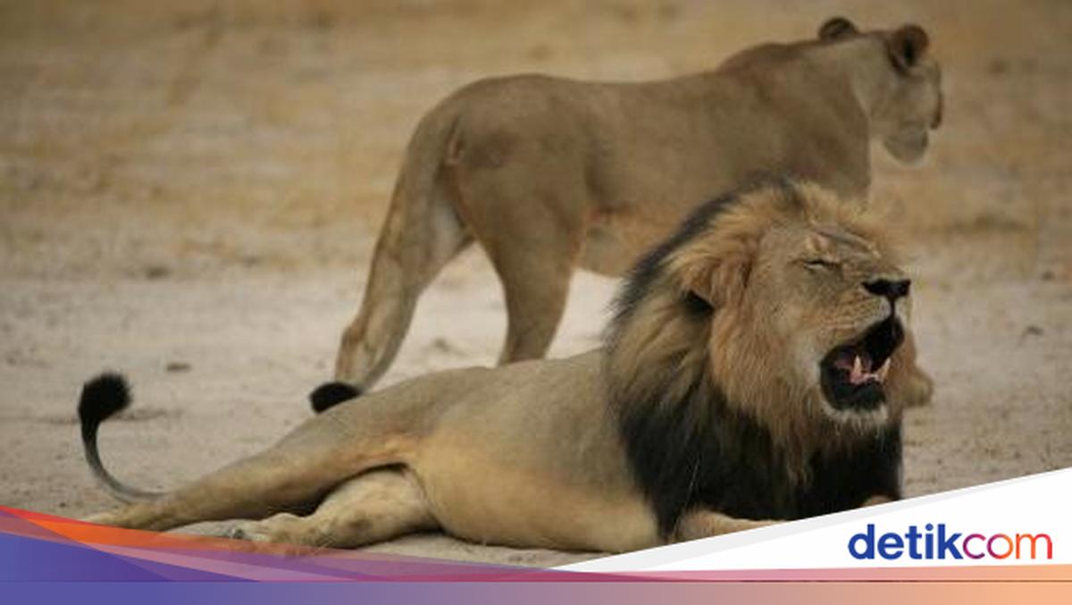 Studi Ungkap Jenis Auman Baru Singa Afrika, Seperti Apa Suaranya?