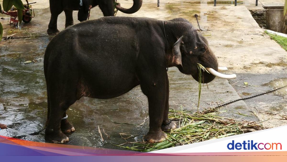 BKSDA Ungkap Alasan Gajah di Taman Satwa Waduk Gajah Mungkur Dirantai