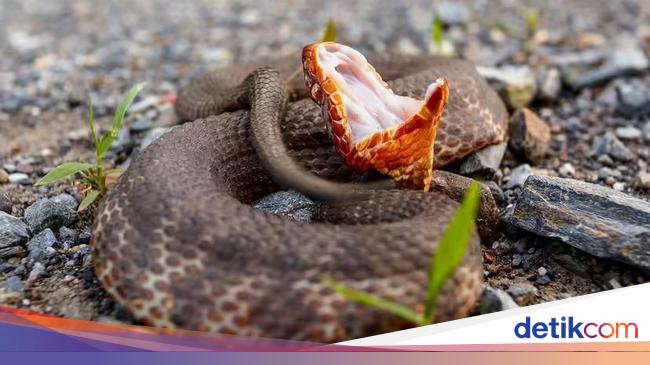 Ular Ini Punya Racun Kuat dan Mata Mirip Kucing, Perkenalkan Cottonmouth