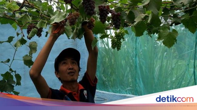 Budidaya Anggur di Probolinggo