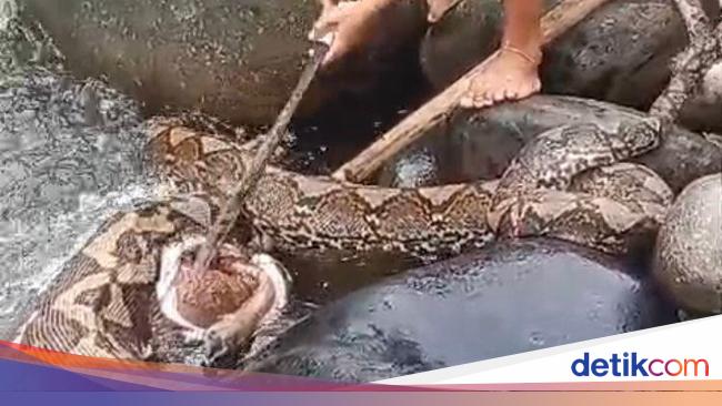 Temuan Ular Piton 9 Meter Telan Sapi di Lutra Berawal dari Kecurigaan Warga