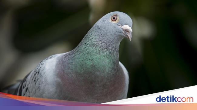 12 Burung Termahal di Dunia, Ada yang Harganya Capai Rp 22 Miliar!