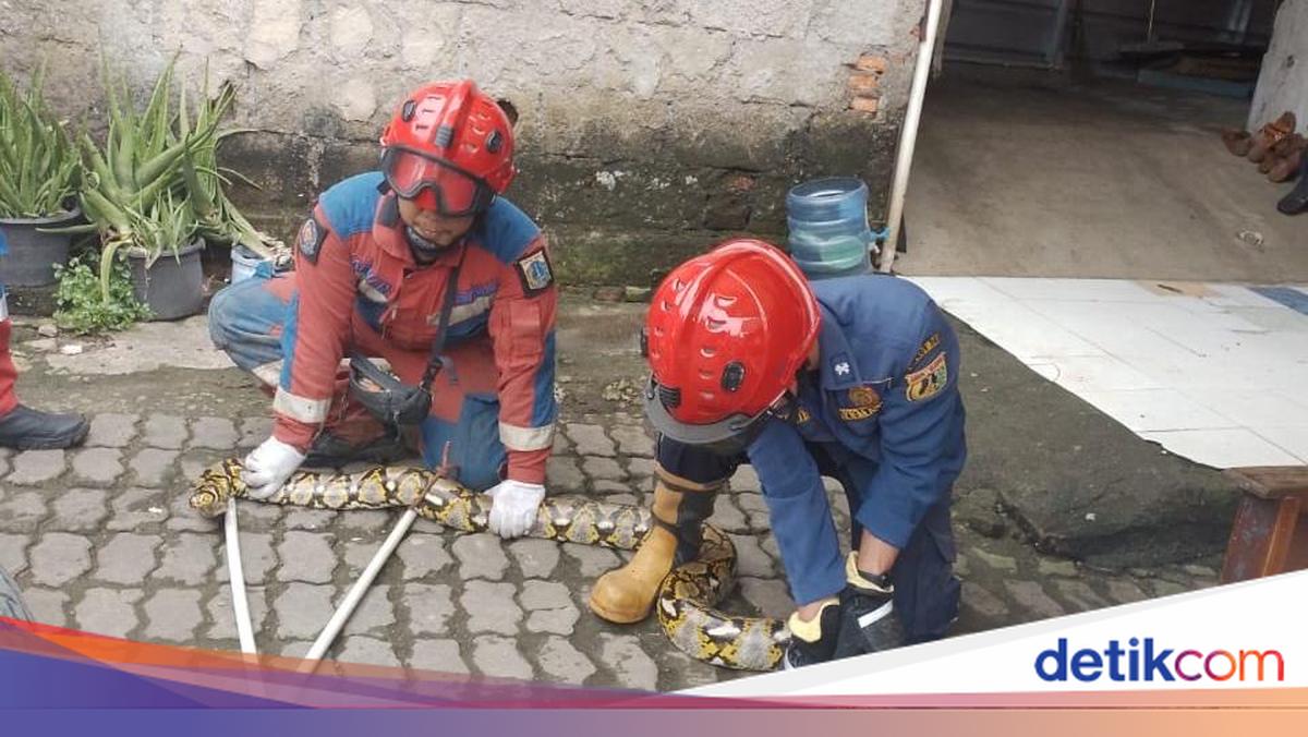 Hii... Ular Sanca 3,5 Meter Muncul di Plafon Rumah di Jaktim, Damkar ...
