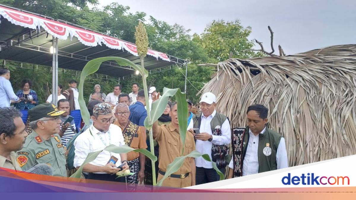 Menhut Raja Juli Dorong Pengembangan Sorgum di NTT