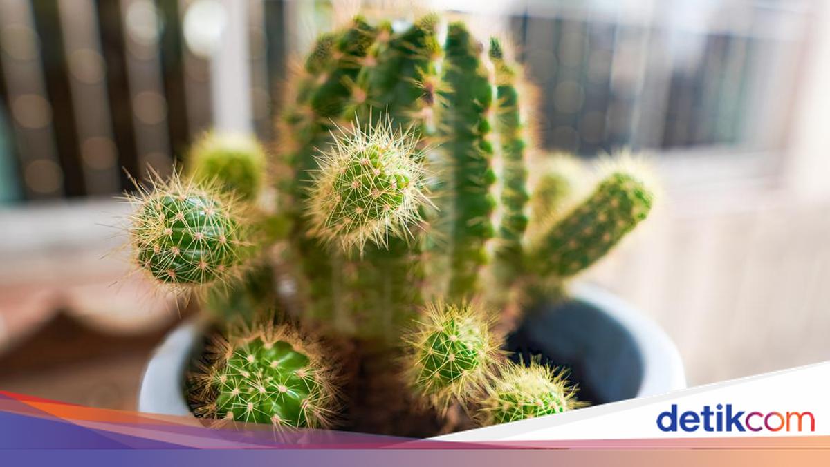 Mengenal Tumbuhan Xerofit, Mesofit, dan Hidrofit Lengkap dengan Contohnya