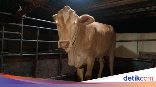 Curi Sapi Tetangga, Pria Dlingo Bantul Diciduk Polisi