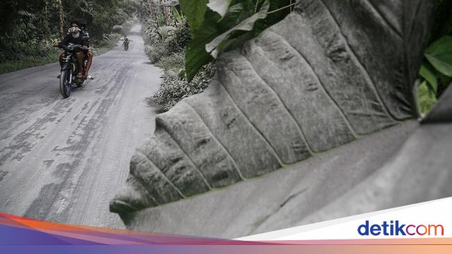 Abu Vulkanik Gunung Ibu Selimuti Desa Tobaro Halmahera Barat