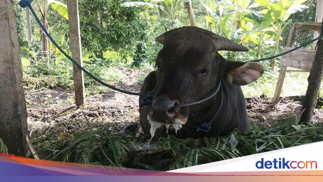 Peternak di Karangasem Resah, Sapi Peliharaan Sakit dengan Gejala Mirip PMK