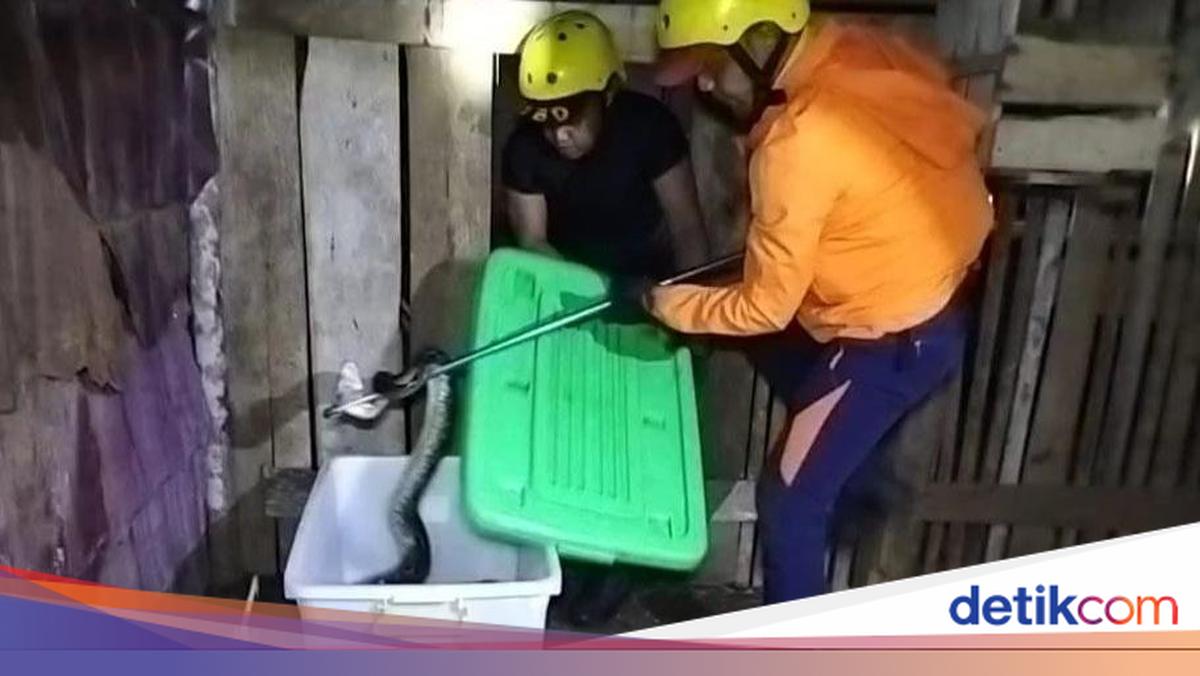 Ular Piton 2,5 Meter Ditangkap Saat Lilit Leher Ayam di Lubuklinggau
