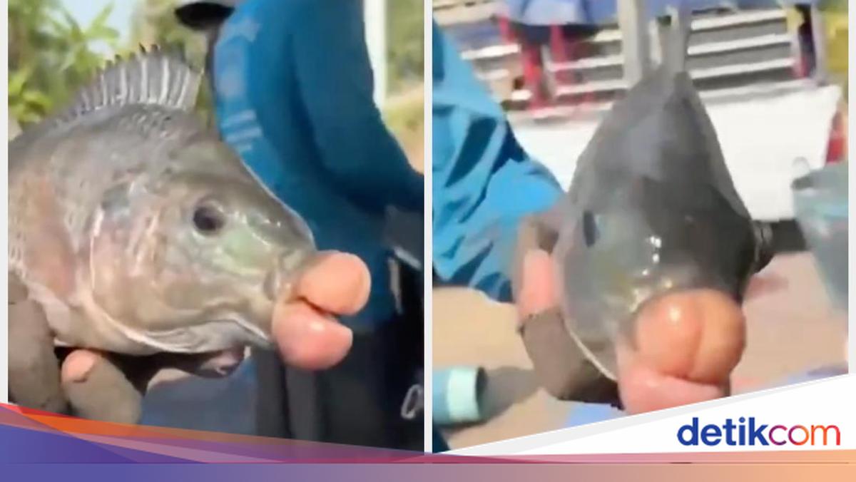 Ikan Bibir Jontor Kejutkan Pemancing, Kondisinya Dipicu Hal Ini