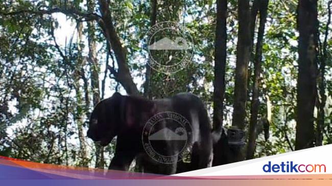 Penampakan Macan Tutul Terekam di TNBTS
