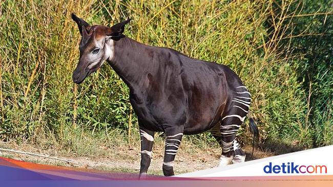 Hewan Ini Berbadan Zebra tapi Bentuknya Mirip Jerapah, Unik Banget!