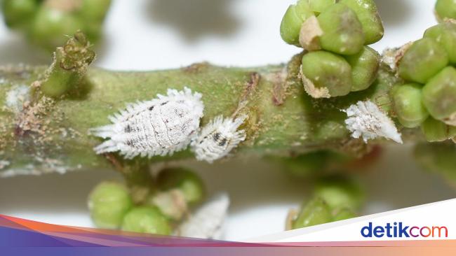 7 Cara Membasmi Kutu Putih pada Tanaman yang Mudah dan Ampuh